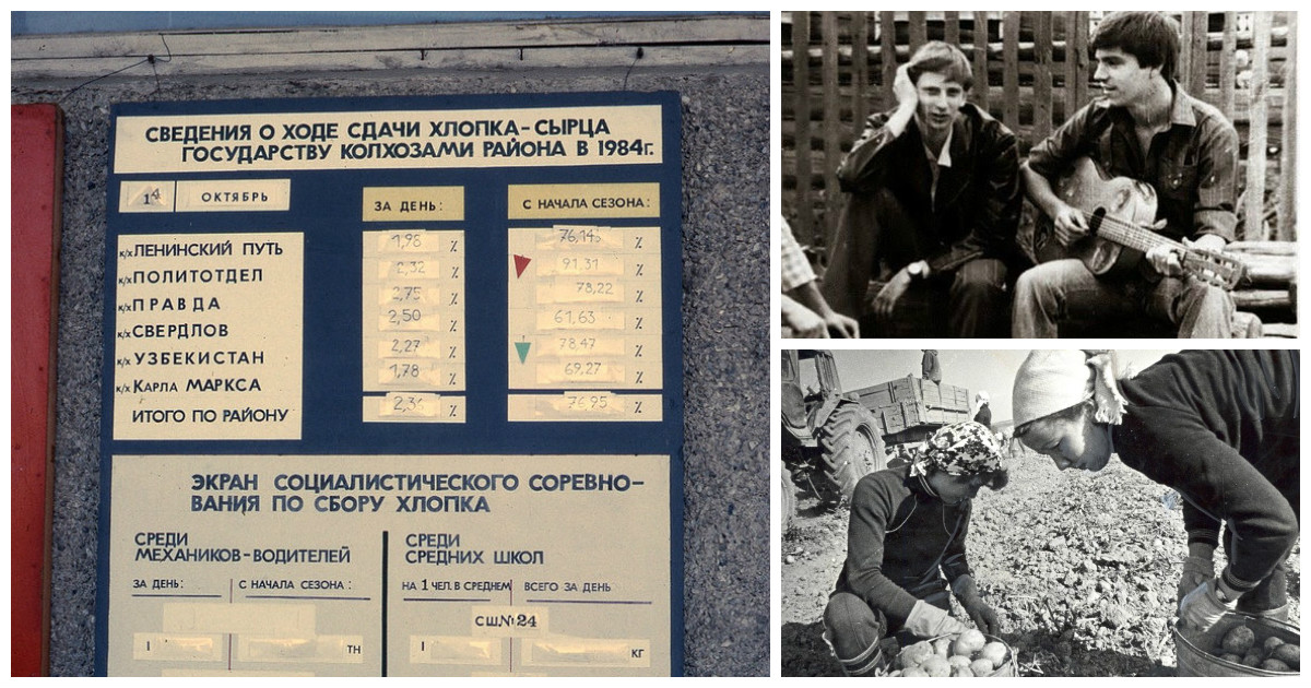 Картошка, колхоз, овощебазы и другие сельскохозяйственные