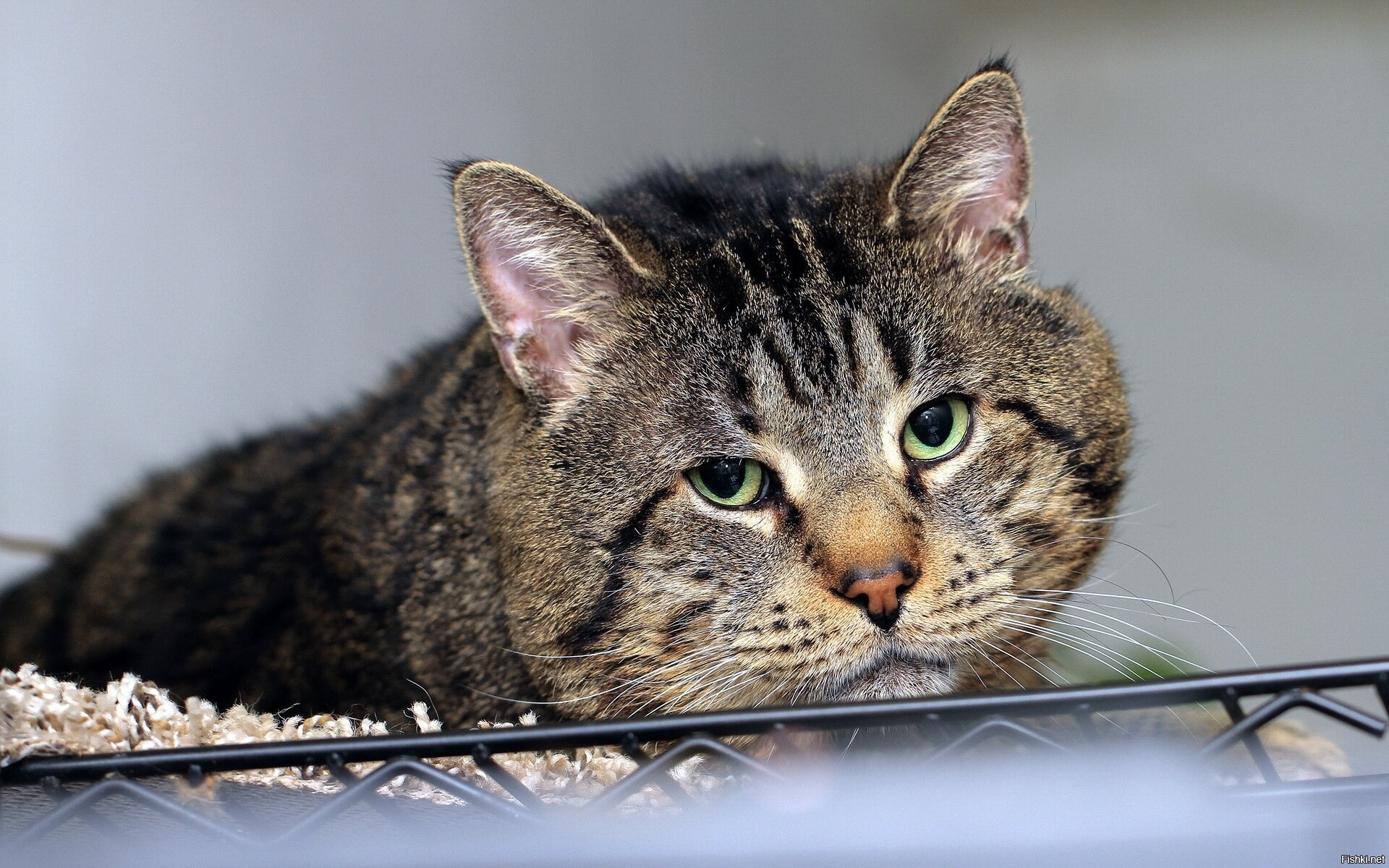 Солянка – новые фотографии, комиксы на Fishki.net - стр.2