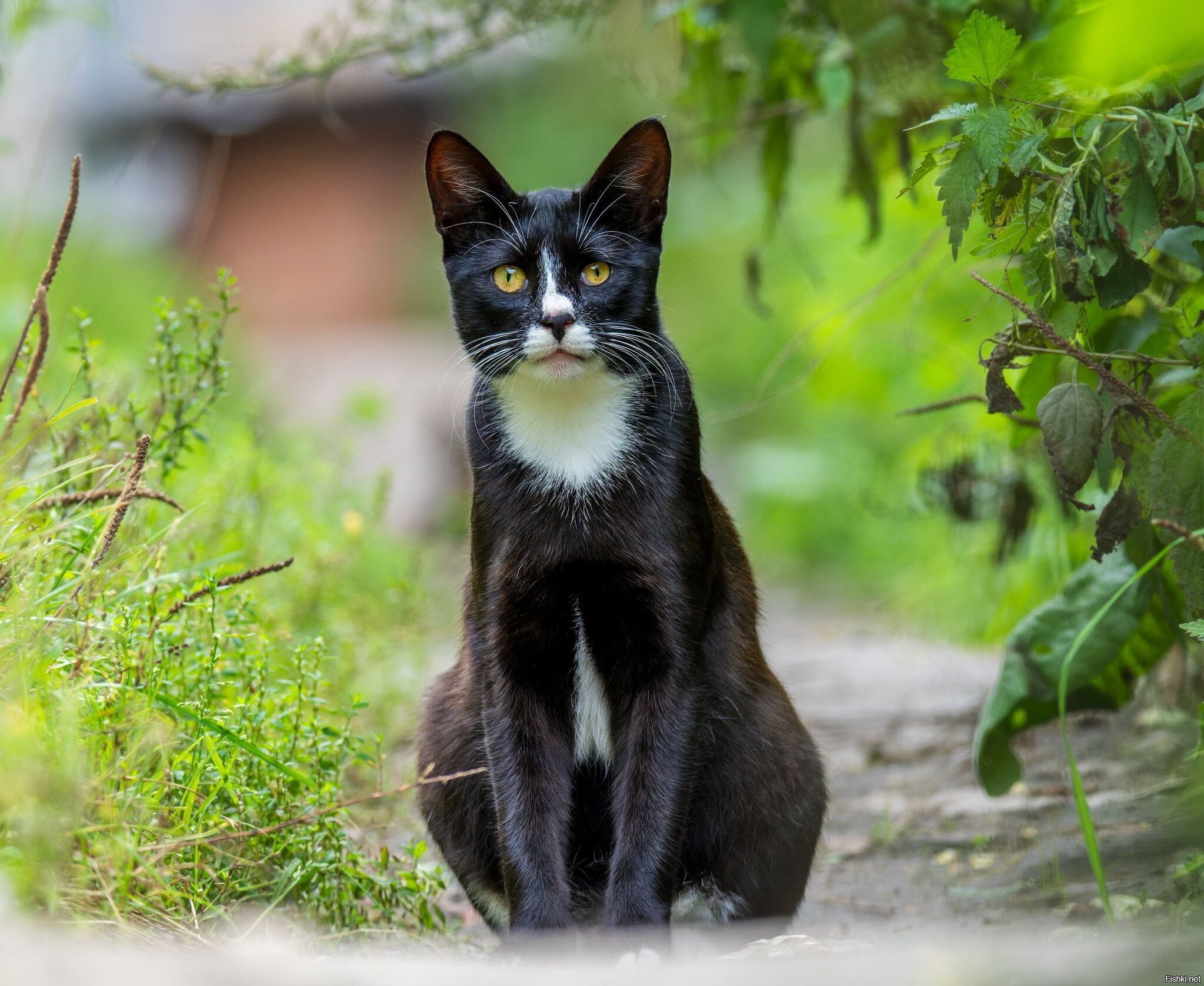 Солянка – новые фотографии, комиксы на Fishki.net - стр.22