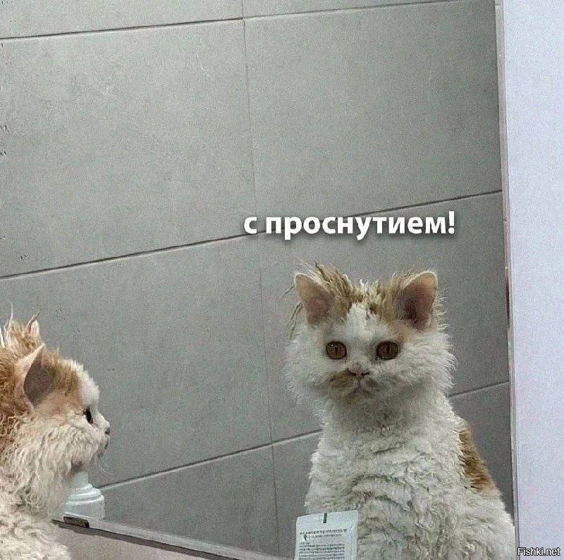 Солянка от Лёлик за 24 февраля 2025 18:37 на Fishki.net