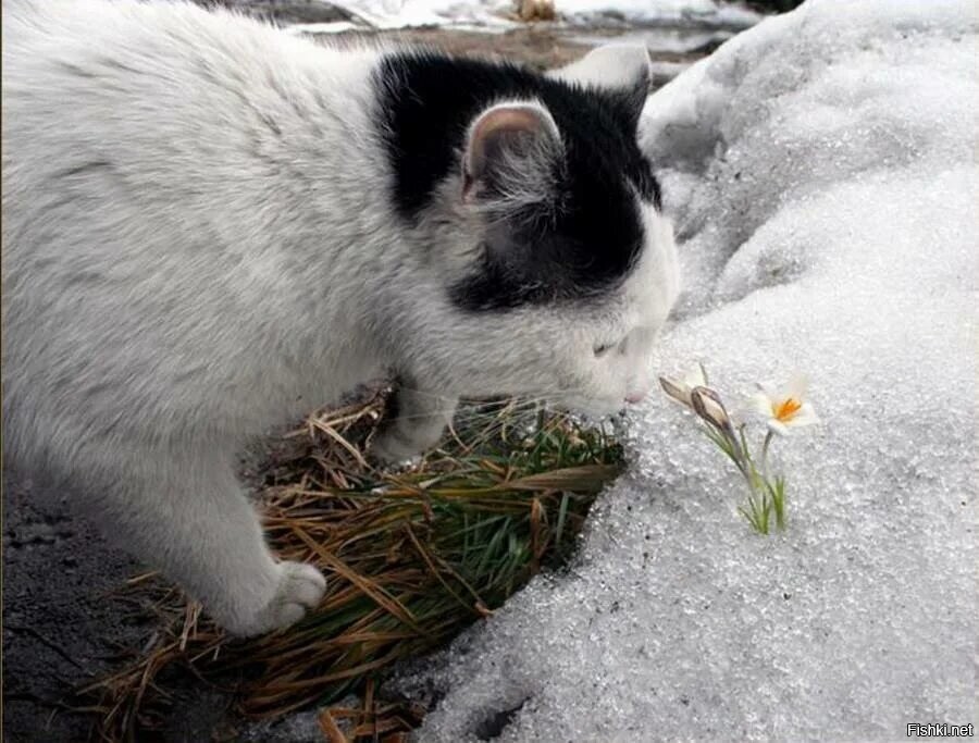 Солянка – новые фотографии, комиксы на Fishki.net - стр.26