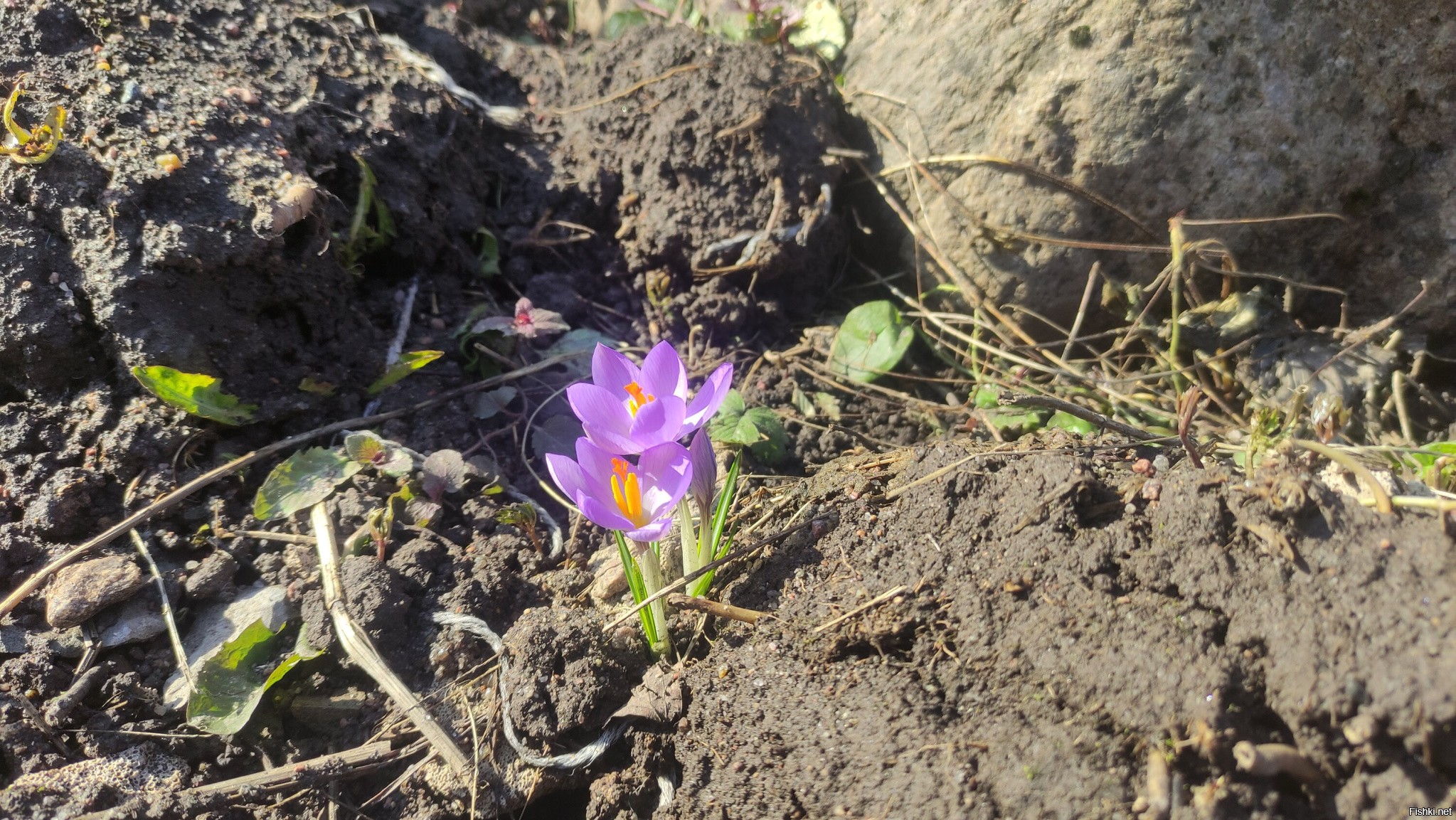 Солянка – новые фотографии, комиксы на Fishki.net - стр.17