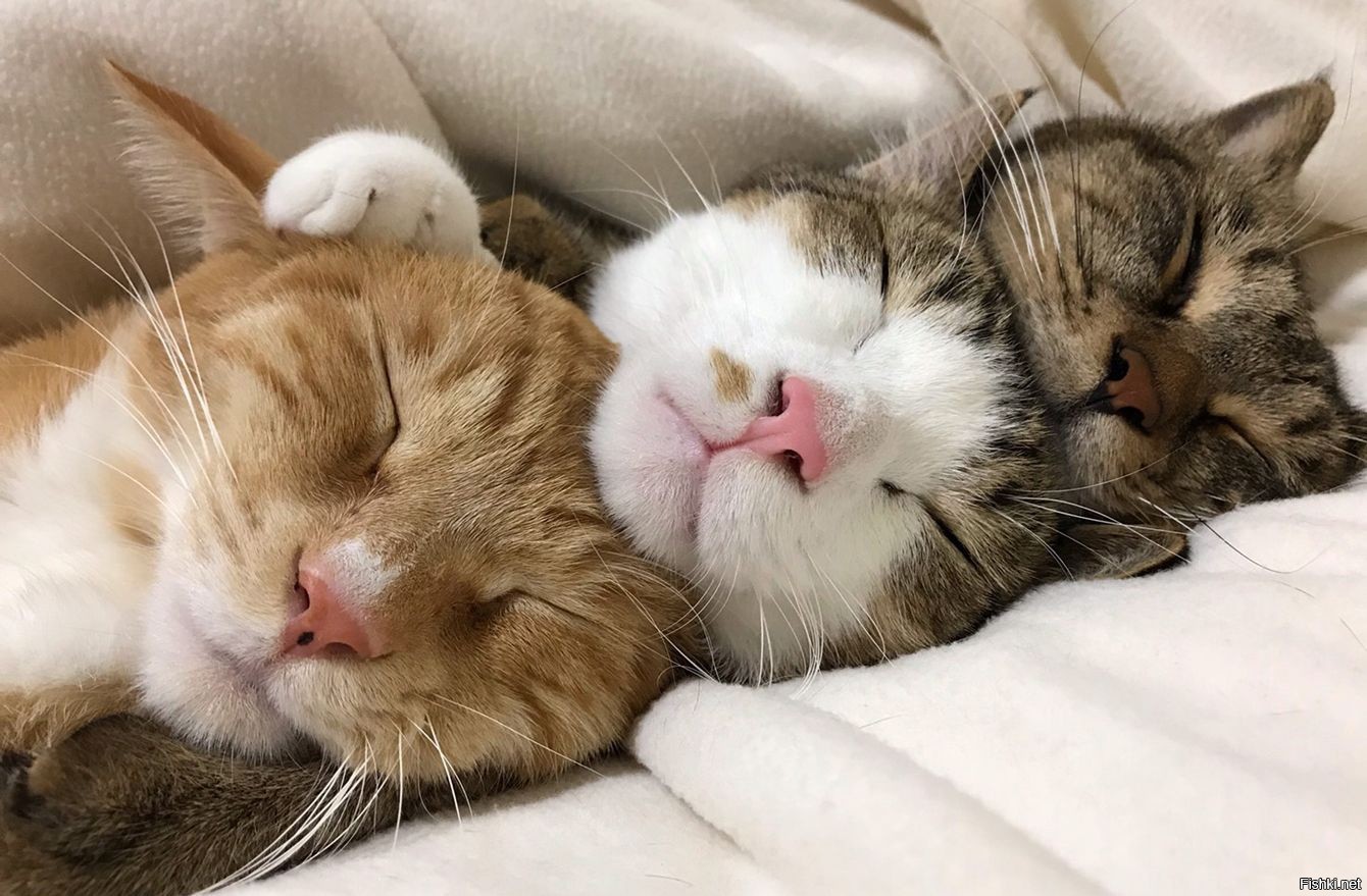 Солянка – новые фотографии, комиксы на Fishki.net - стр.2